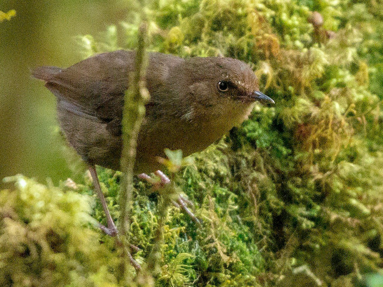 Mountain Mouse-Warbler - eBird