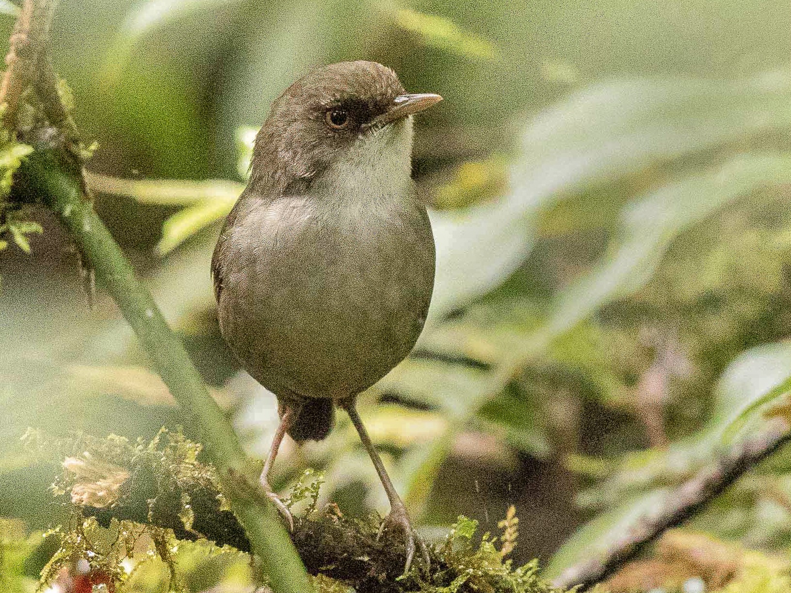 Mountain Mouse-Warbler - eBird