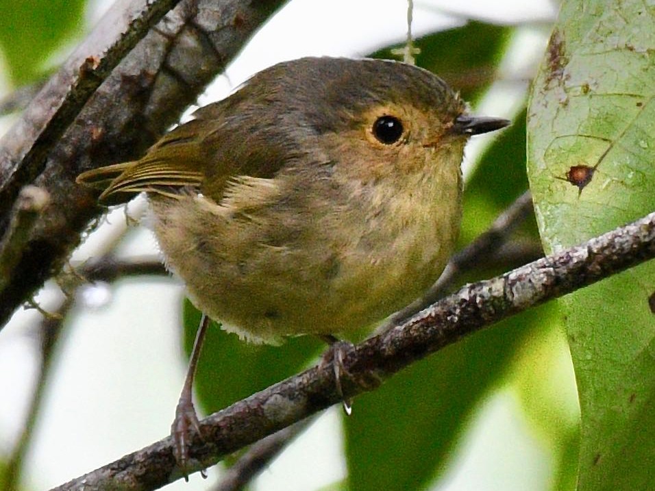 Buff-faced Scrubwren - eBird