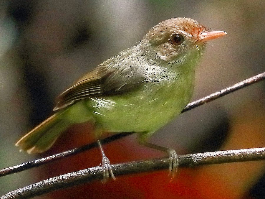 Pale-billed Scrubwren - eBird