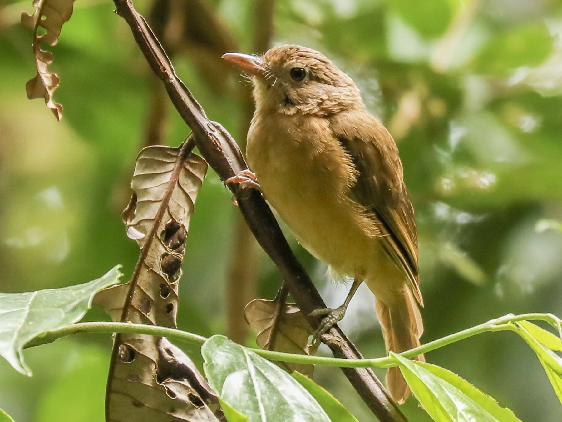 Pale-billed Scrubwren - eBird