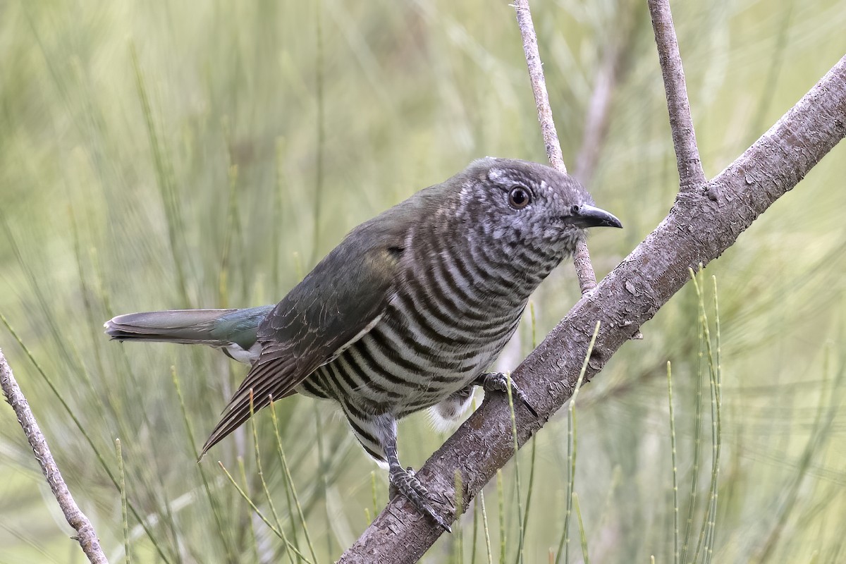 Shining Bronze-Cuckoo - Chrysococcyx lucidus - Media Search - Macaulay ...