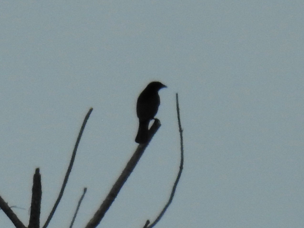 Shiny/Bronzed Cowbird - eBird