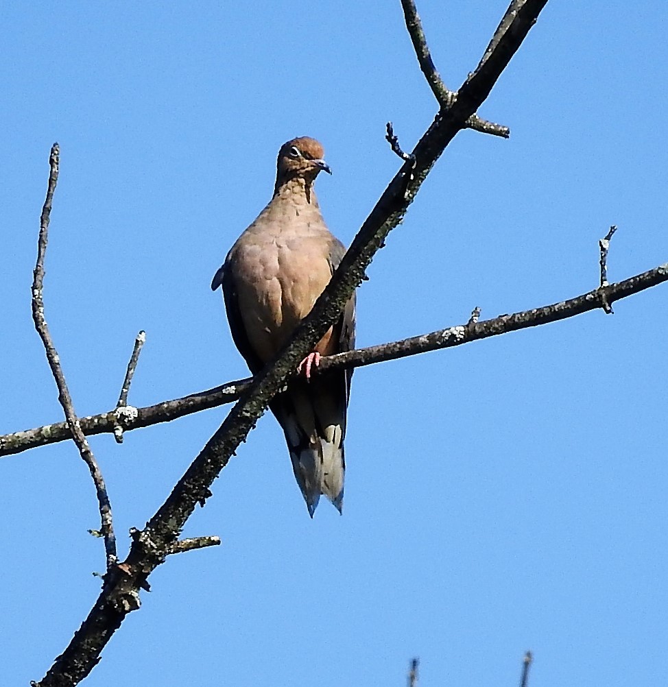 eBird Checklist - 23 Sep 2020 - Silver Lake Regional Park - 15 species