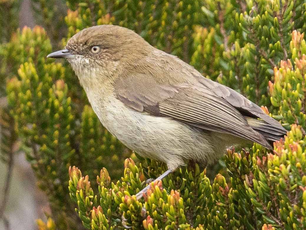 Papuan Thornbill - eBird