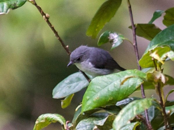 Acantiza Gris - eBird