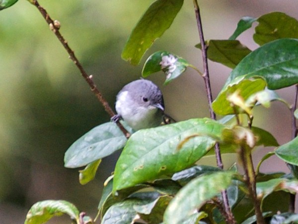 Grey Thornbill - eBird