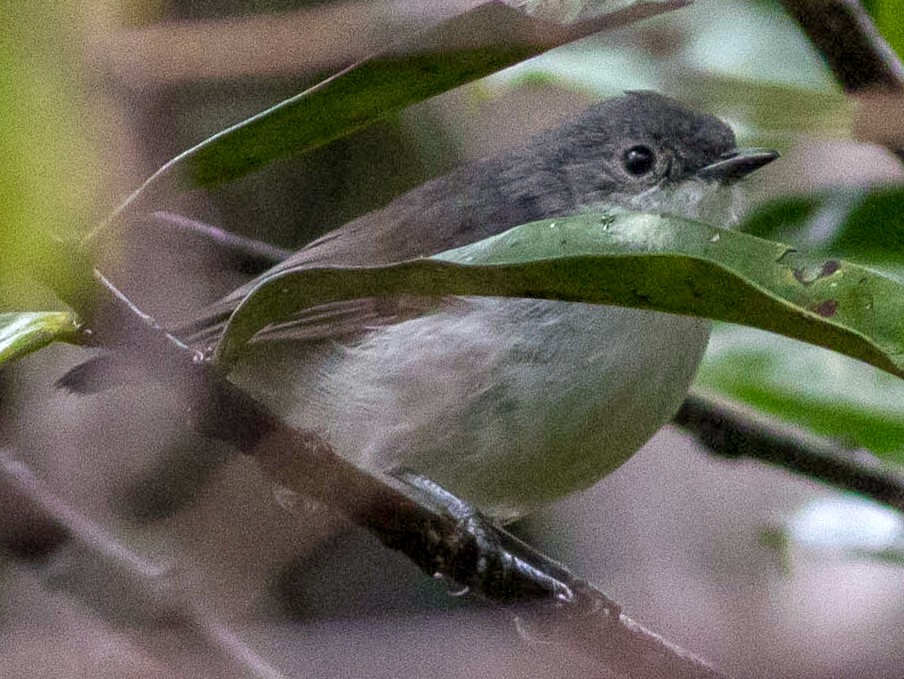 Grey Thornbill - eBird