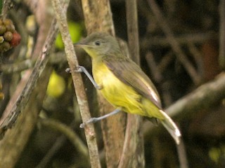 Yellow-bellied Gerygone - eBird