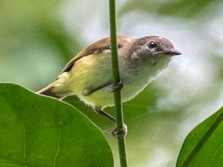 Yellow-bellied Gerygone - eBird
