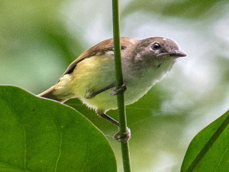Yellow-bellied Gerygone - eBird