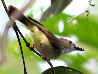 Yellow-bellied Gerygone - eBird