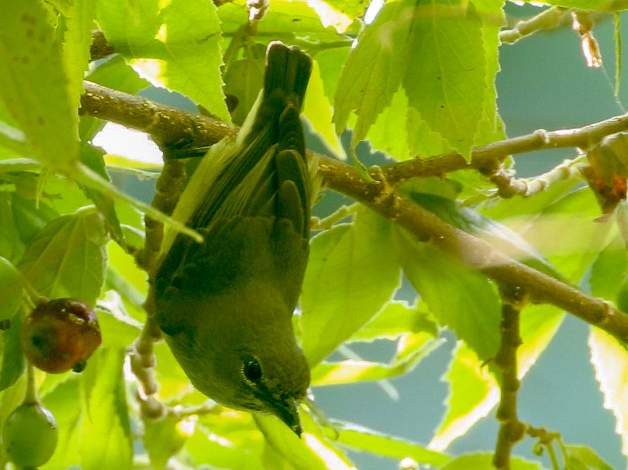 Yellow-bellied Gerygone - eBird
