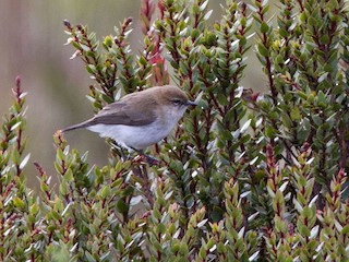 Brown-breasted Gerygone - eBird