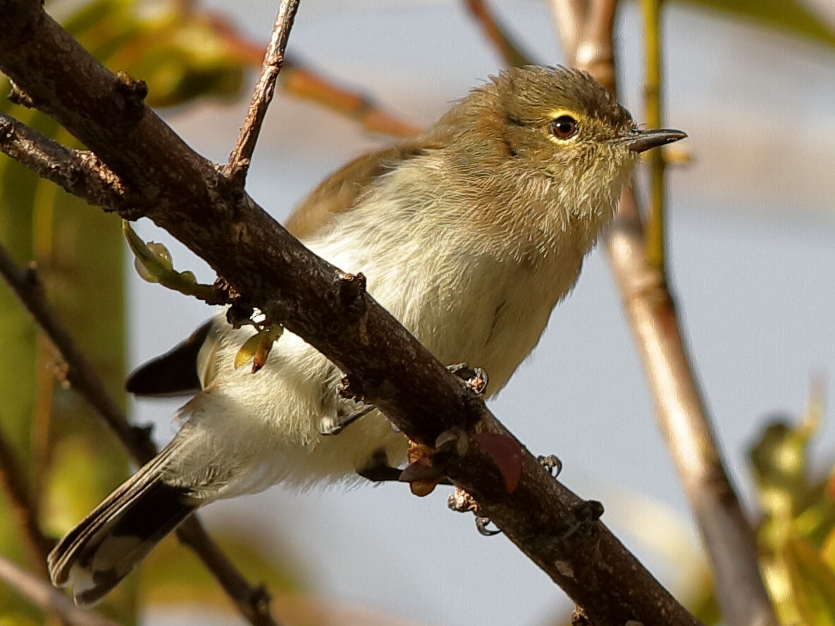 Brown-breasted Gerygone - eBird