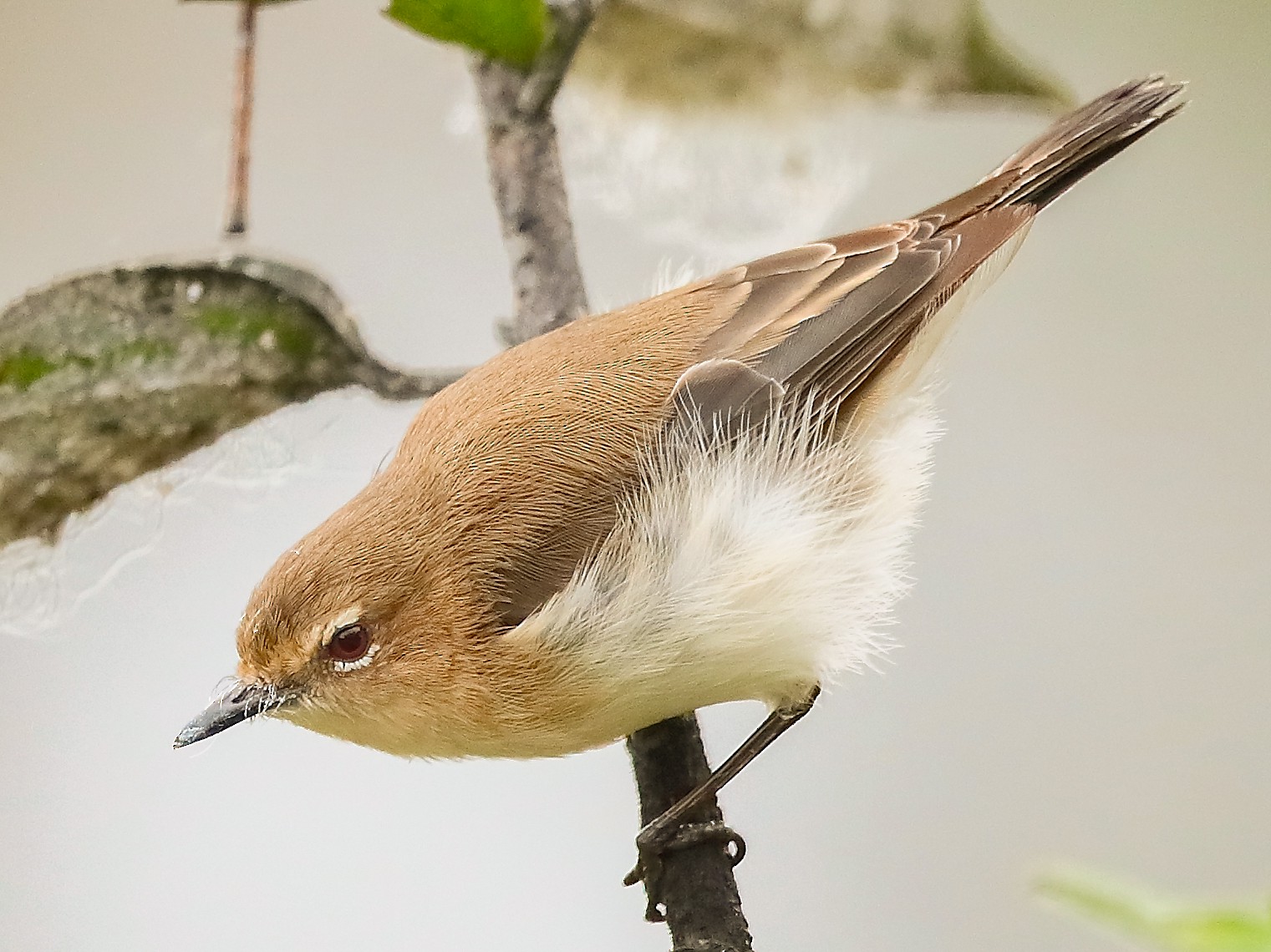 Brown-breasted Gerygone - eBird