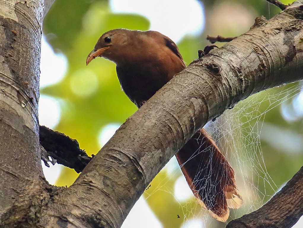 Gárrulo papú - eBird