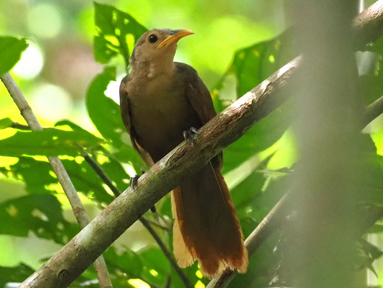 Papuan Babbler - eBird