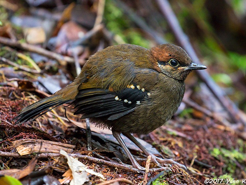 Spotted Jewel-babbler - eBird