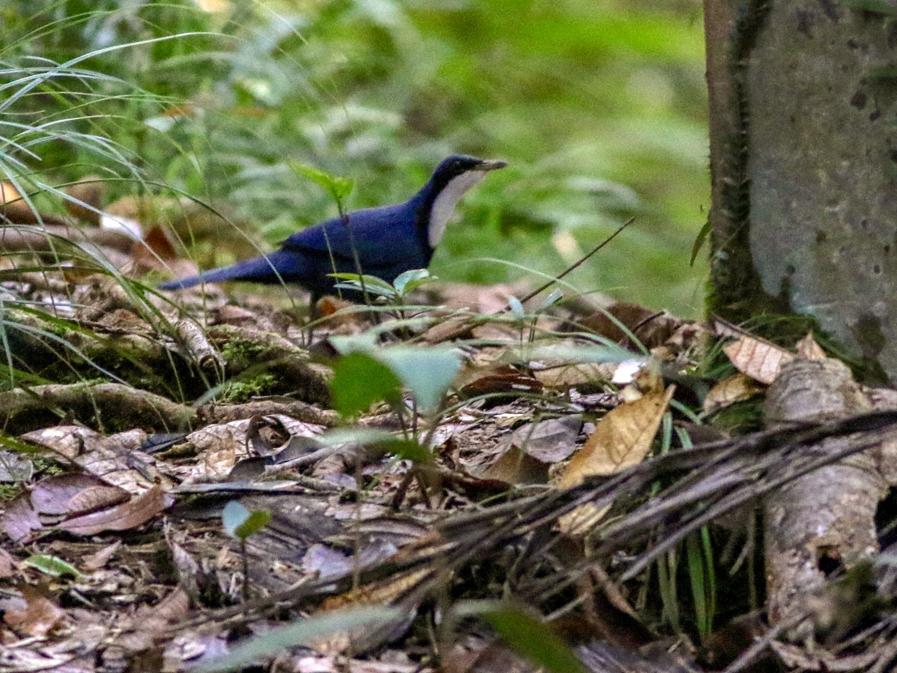Blue Jewel-babbler - eBird