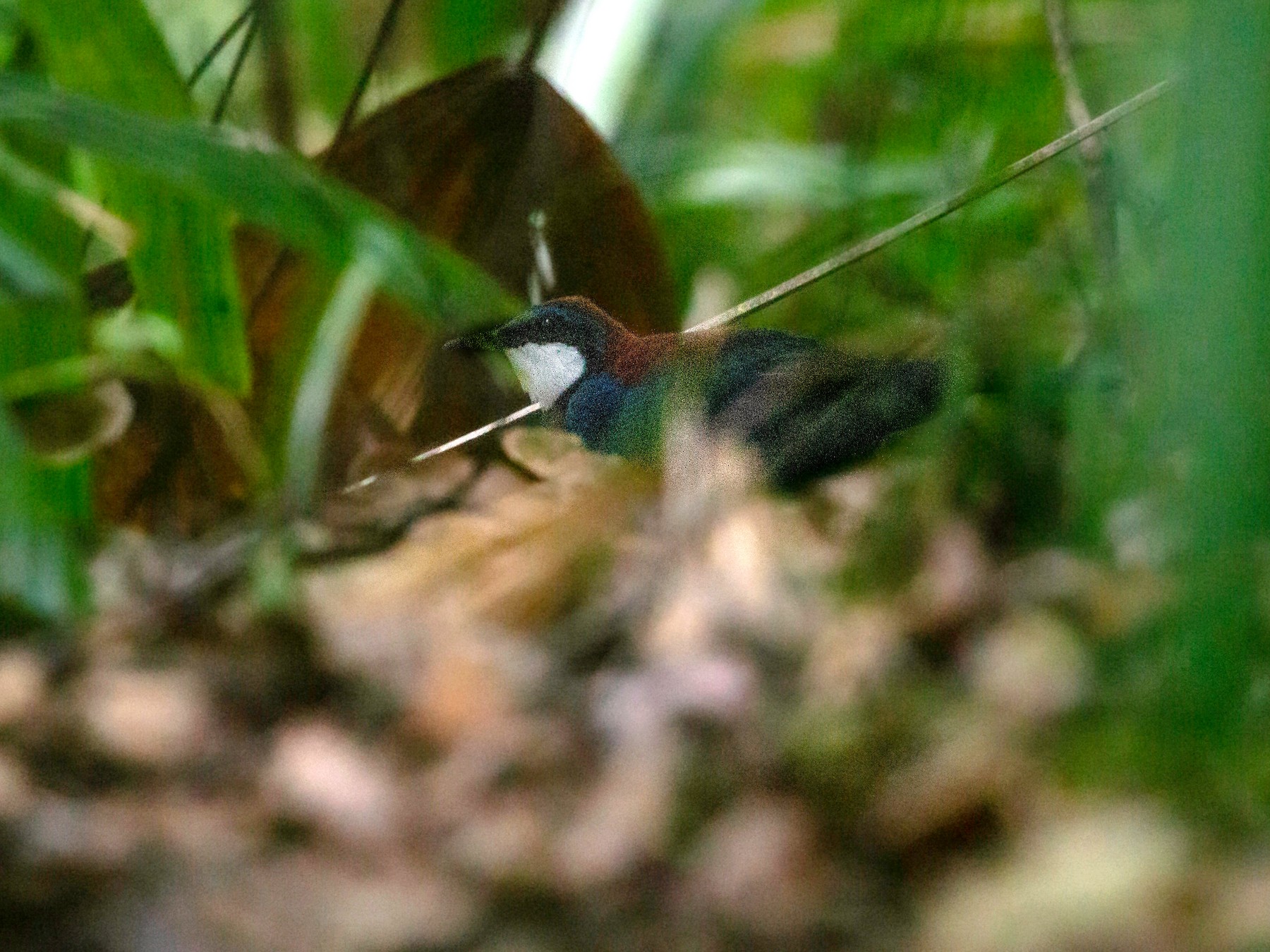 Chestnut-backed Jewel-babbler - eBird