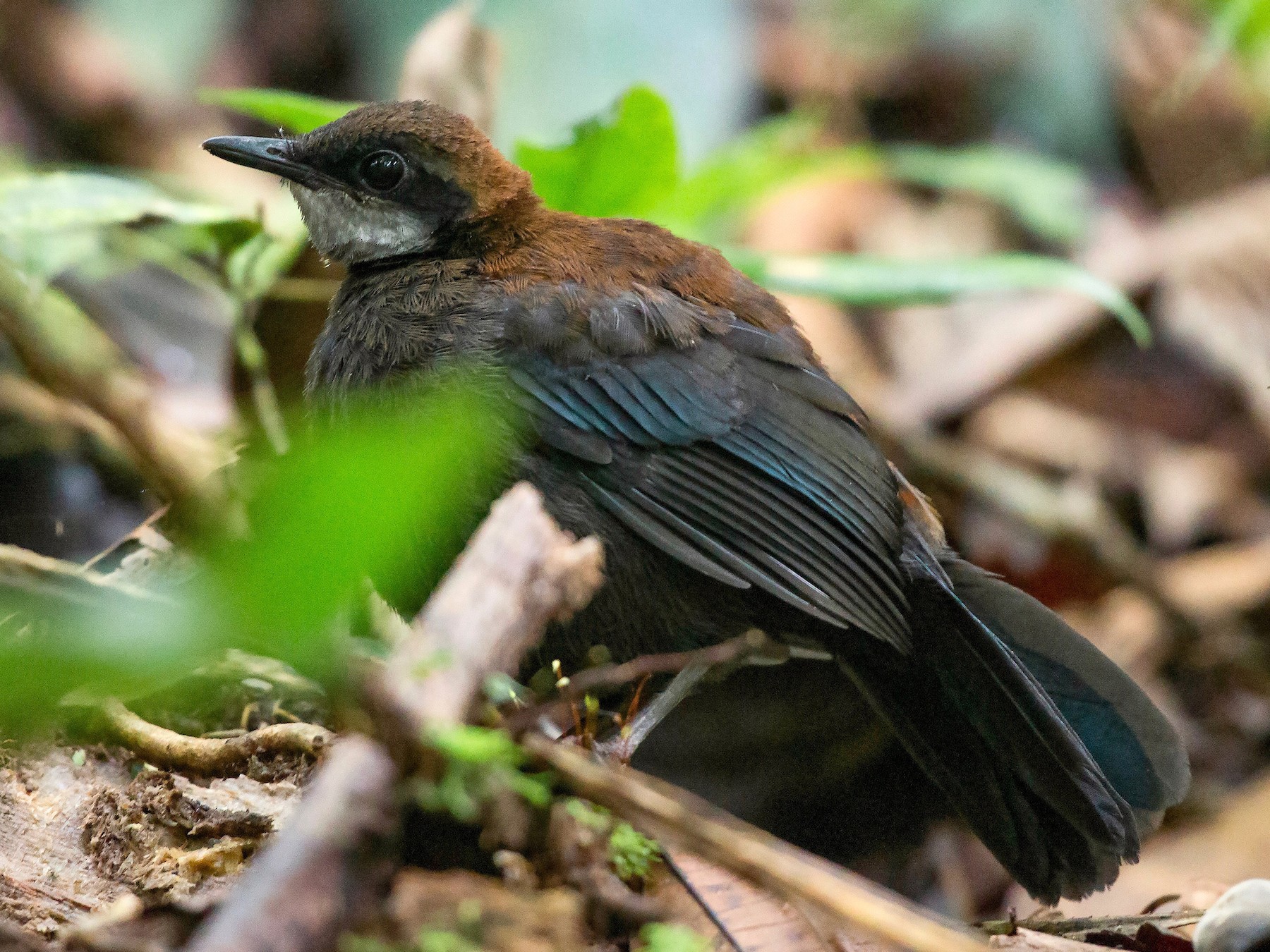Chestnut-backed Jewel-babbler - eBird