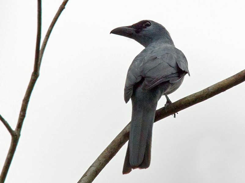 Stout-billed Cuckooshrike - eBird