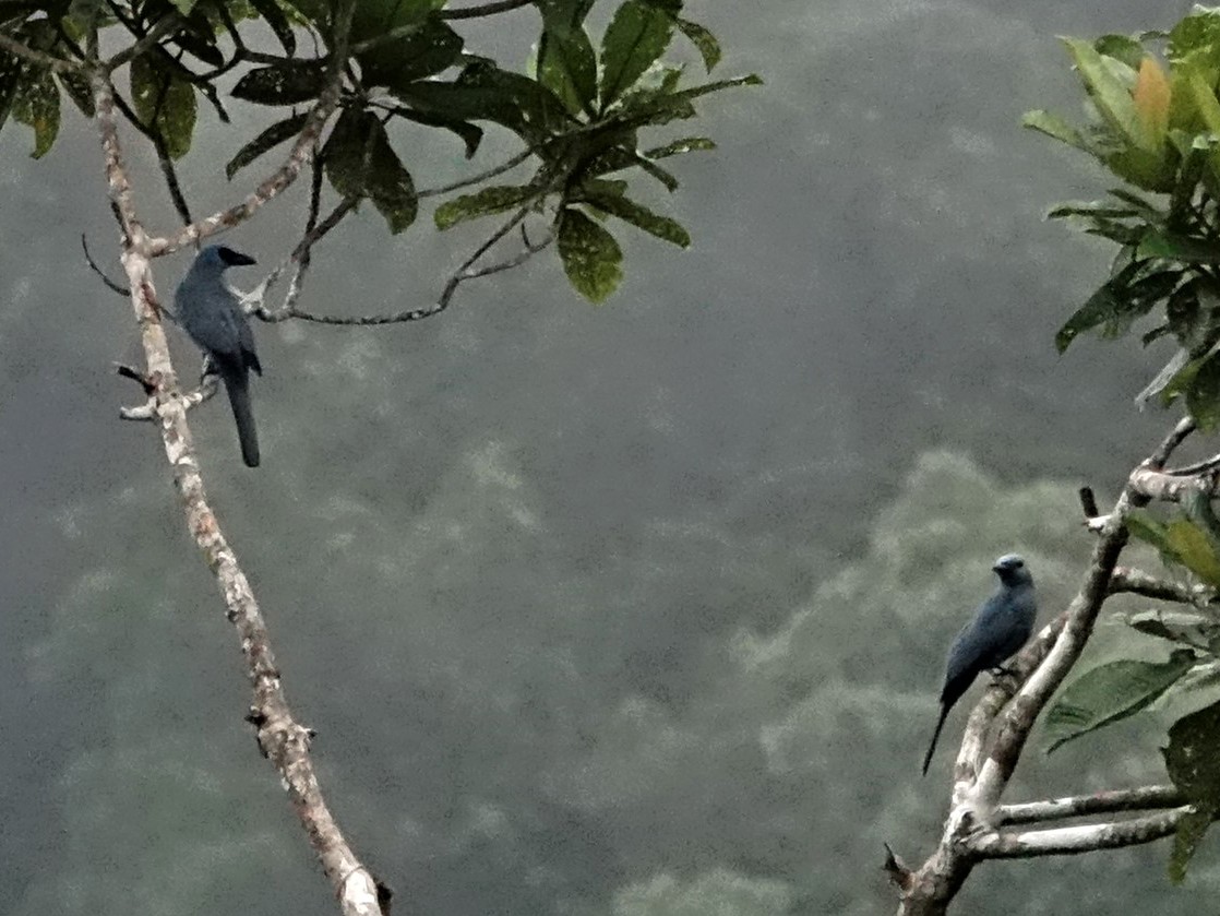 Stout-billed Cuckooshrike - eBird
