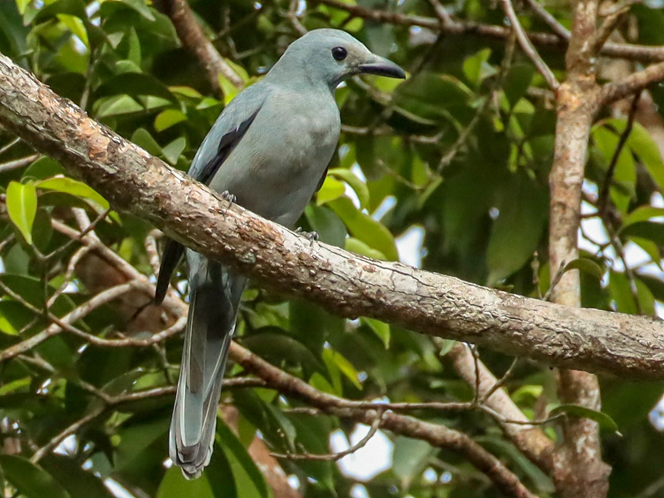 Stout-billed Cuckooshrike - eBird