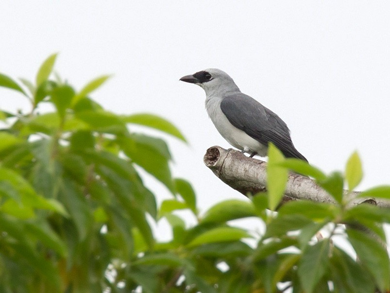 Oruguero de Manus - eBird