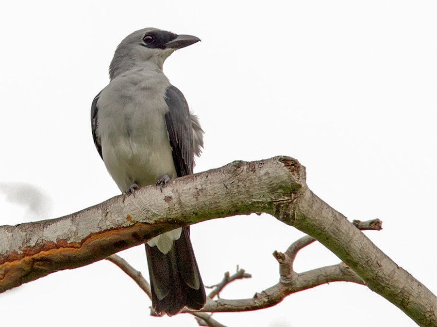 Oruguero de Manus - eBird