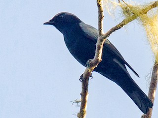 Black-bellied Cicadabird - eBird