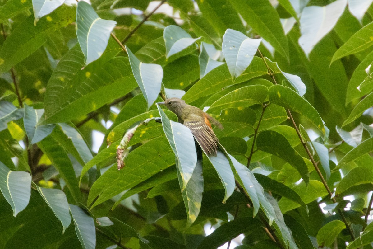 ML265197691 Rufous-rumped Antwren Macaulay Library