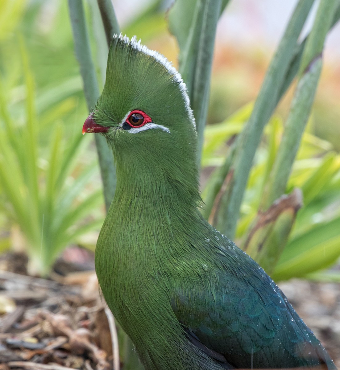 eBird Checklist - 17 Jul 2020 - Piesang Valley and Estuary - 64 species