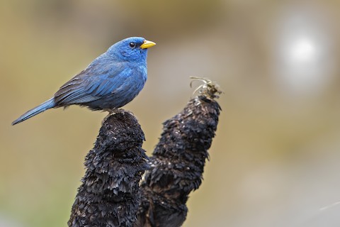 Blue Finch Bird
