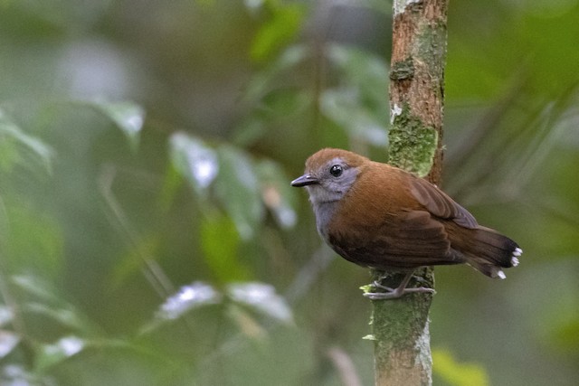 Photos - Xingu Scale-backed Antbird - Willisornis vidua - Birds of the ...