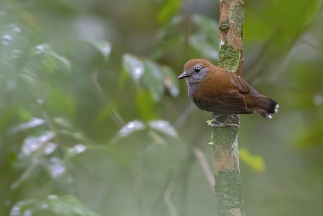 Photos - Xingu Scale-backed Antbird - Willisornis vidua - Birds of the ...