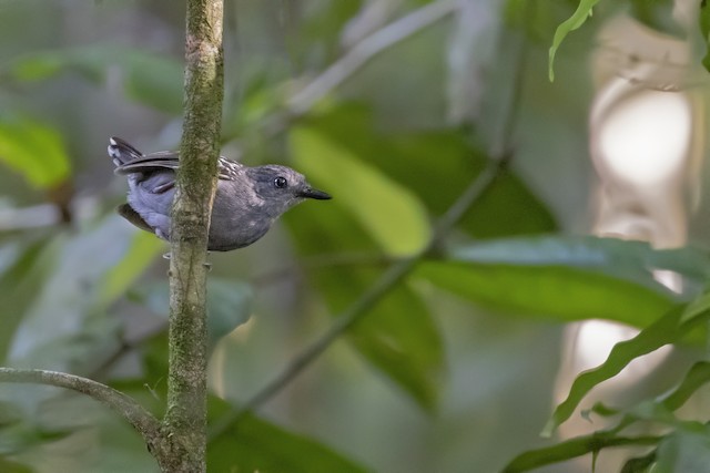 Photos - Xingu Scale-backed Antbird - Willisornis vidua - Birds of the ...