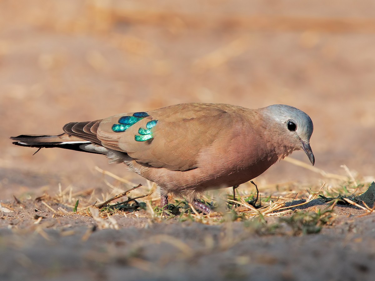 Emerald-spotted Wood-Dove - Turtur chalcospilos - Birds of the World