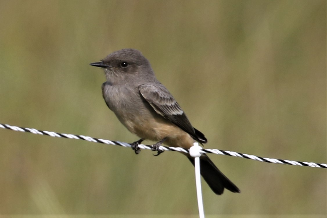 eBird Checklist - 24 Sep 2020 - Shaker Rd. New Gloucester - 2 species