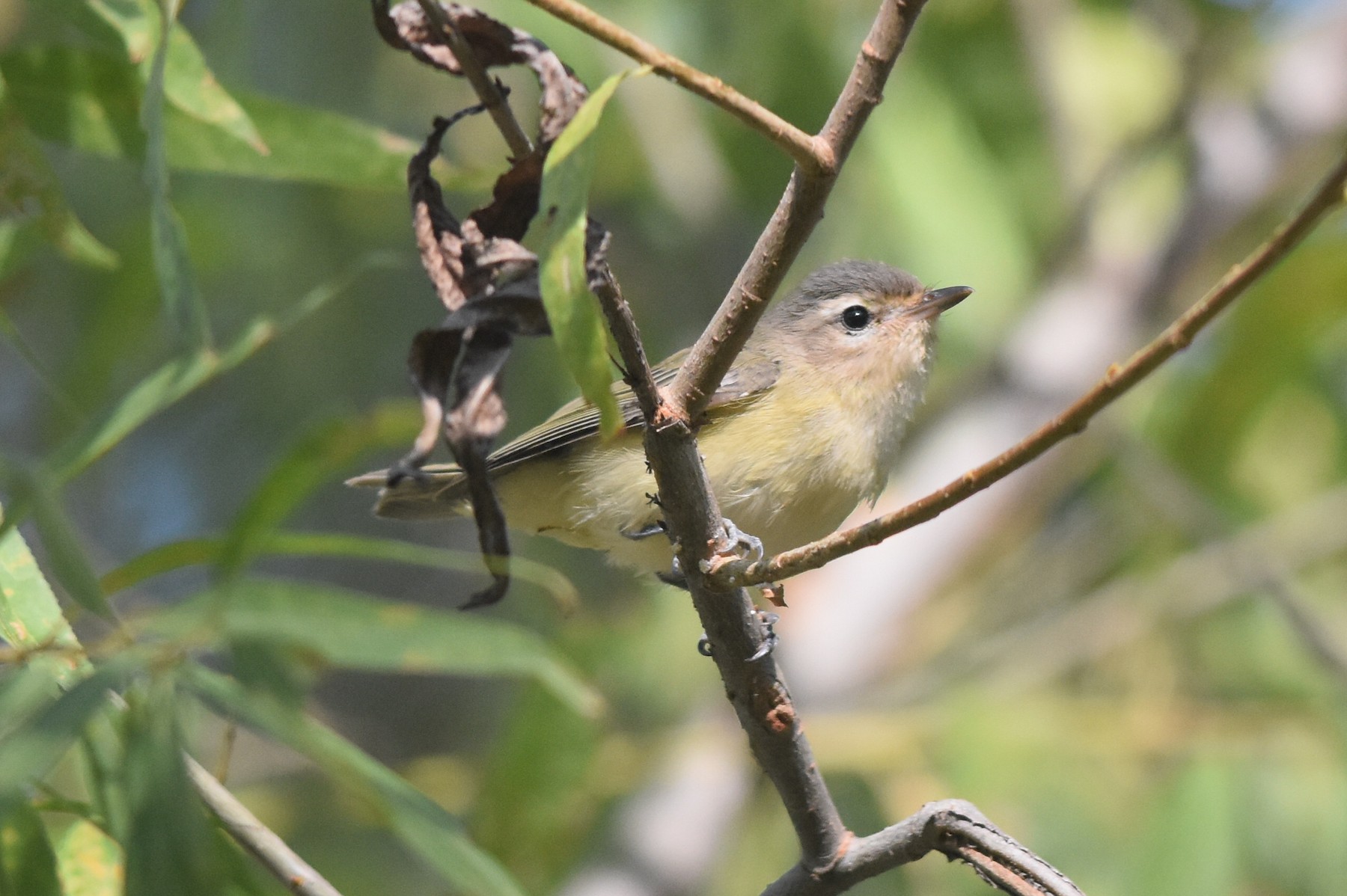 Philadelphia/Warbling Vireo - eBird