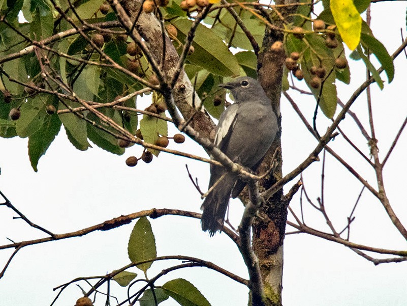 Oruguero de las Salomón - eBird