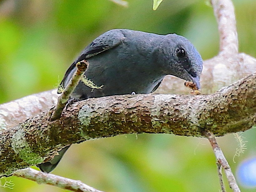 Papuan Cicadabird - Edolisoma incertum - Birds of the World