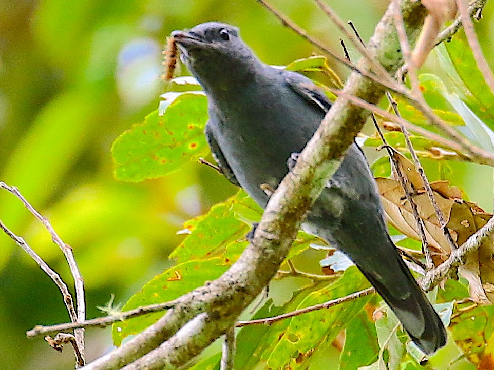 Papuan Cicadabird - eBird