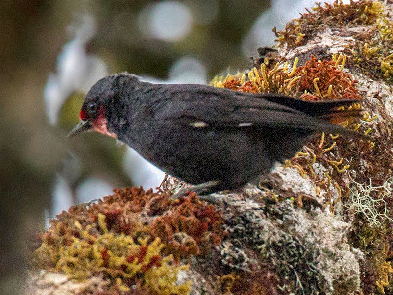 Black Sittella - eBird