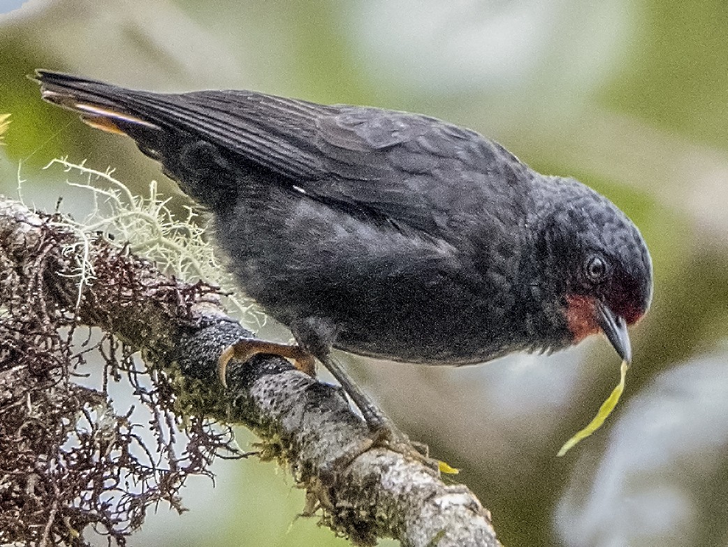Black Sittella - eBird