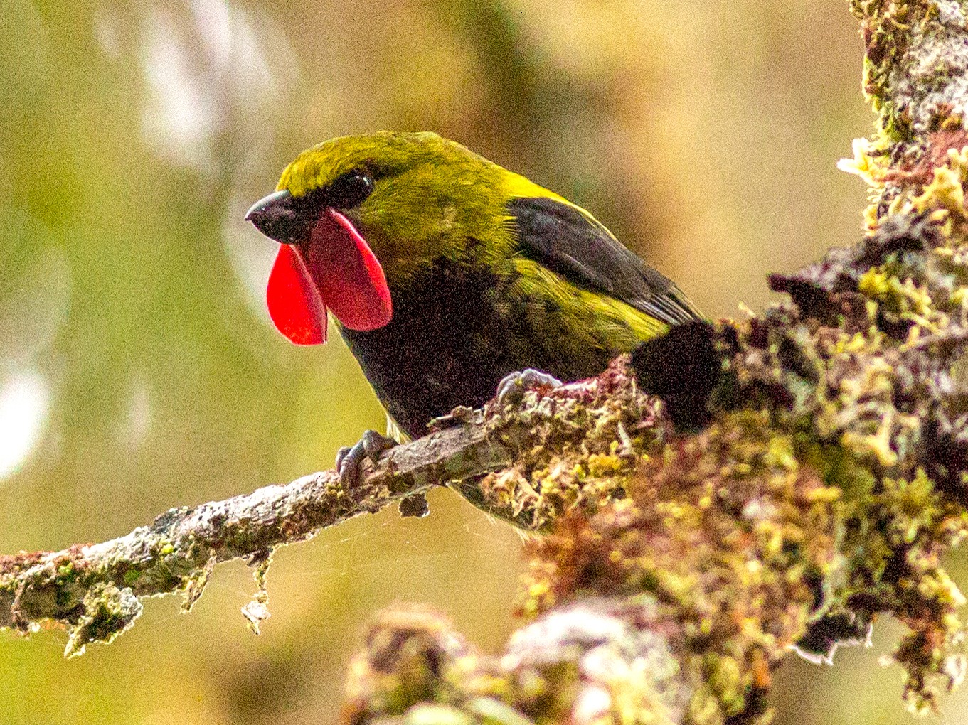 Écorceur caronculé - eBird