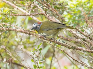Rufous-naped Bellbird - eBird