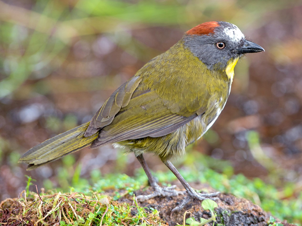 Rufous-naped Bellbird - eBird