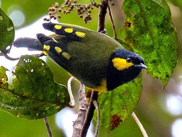 Tit Berrypecker - eBird